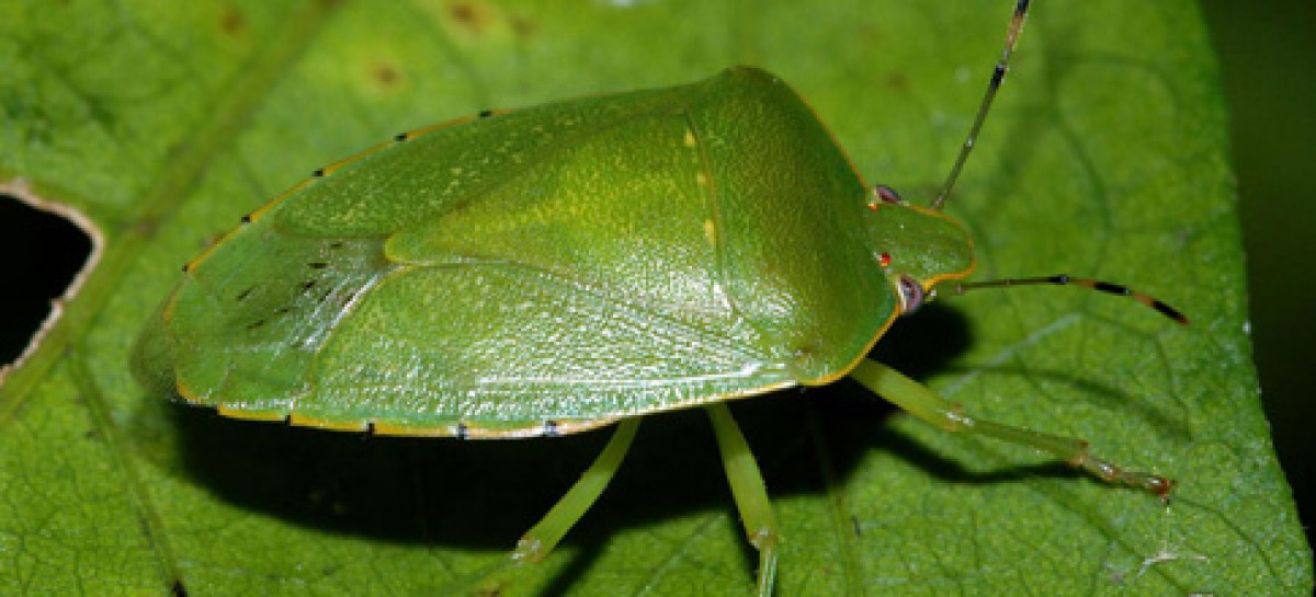 La cimice, uno degli "esseri" più fastidiosi di questo periodo | Spazio ...